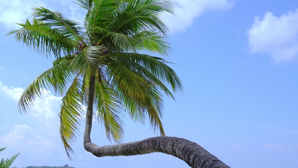 Tropical View with Top of Coconut Palm Tree on Blue Sky Background ...
