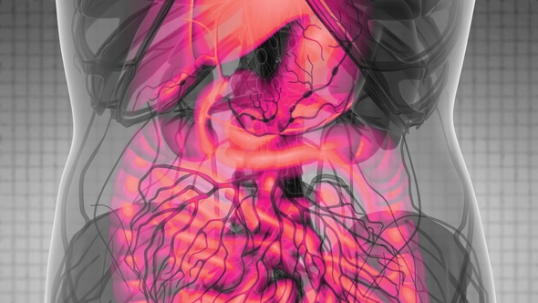 Human Body with Visible Digestive System, Motion Graphics | VideoHive
