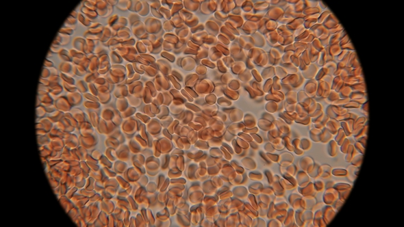 Movement of Blood Under the Microscope, Stock Footage | VideoHive