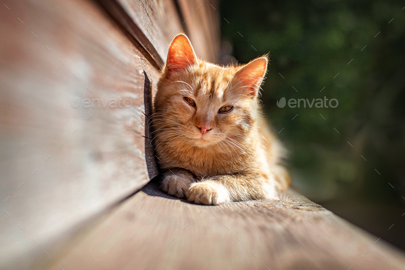 Kitten in the sun Stock Photo by fotyma | PhotoDune
