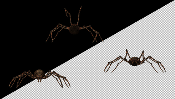 Spider Eat, Motion Graphics | VideoHive