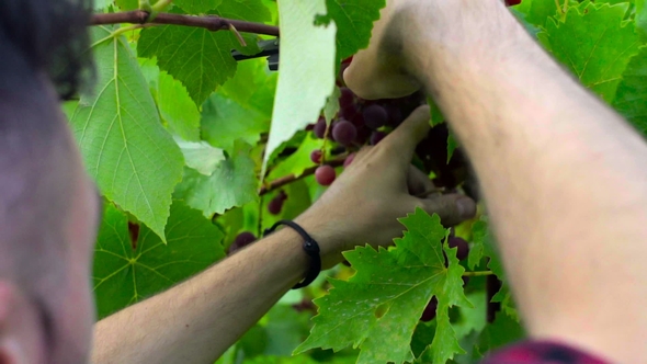 Man Cutting Grapes During the Harvesting Process, Stock Footage | VideoHive