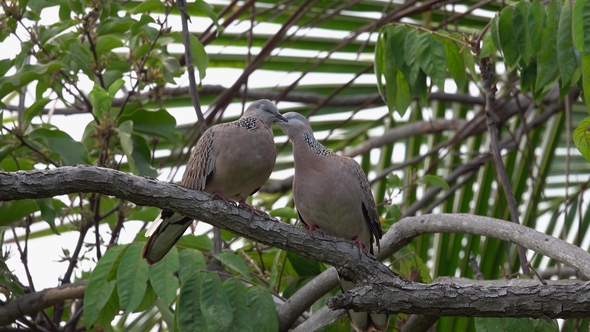 Two Eastern Spotted Dove (Spilopelia Chinensis) Grooming Each Other ...