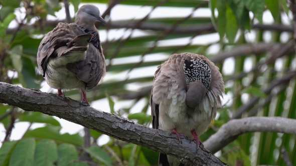 Two Eastern Spotted Dove (Spilopelia Chinensis) Grooming, Stock Footage