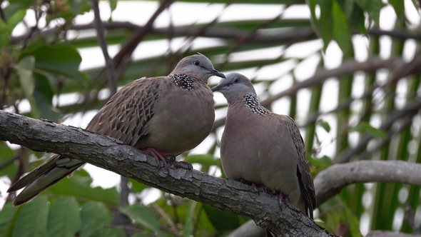 Two Eastern Spotted Dove (Spilopelia Chinensis) Grooming Each Other ...