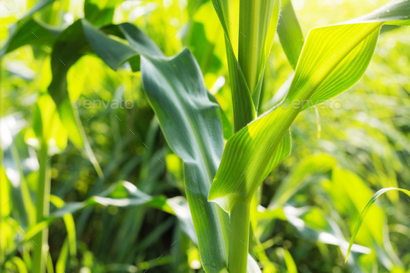 Corn leaves on tree Stock Photo by RK1919 | PhotoDune