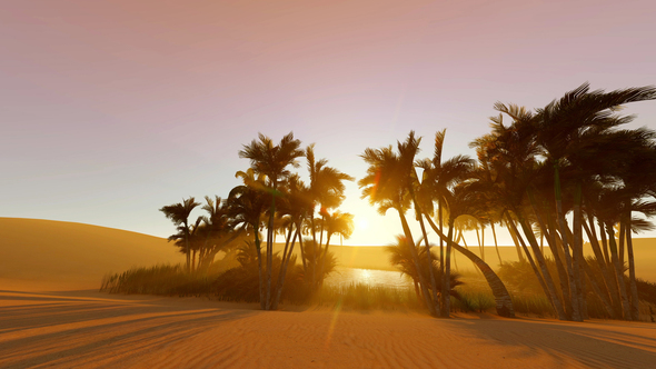 Oasis In The Desert, Motion Graphics | VideoHive