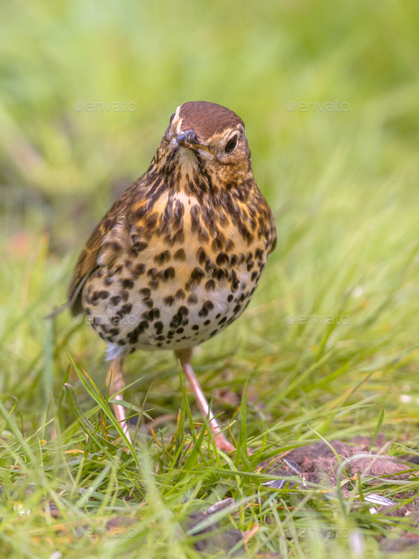 Song Thrush looking at ground with green grass background Stock Photo ...