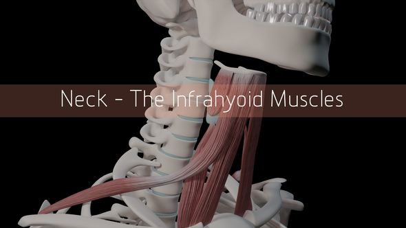 Nek - The Infrahyoid Muscles, Motion Graphics | VideoHive