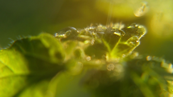 Shining Rainy Drops Sprinkle Green Leaves in a Wild Park During a ...