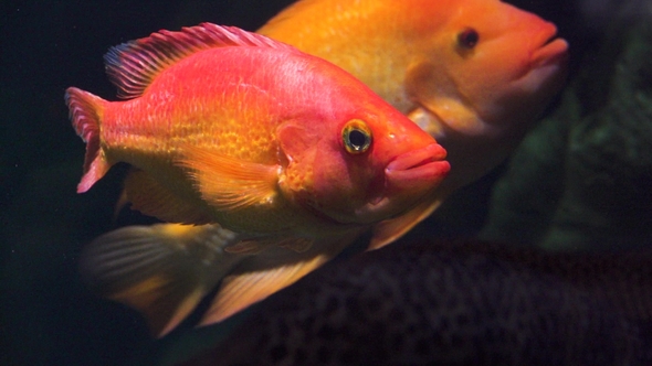 Colorful Bright Orange Red Fish Floating Under Water in, Stock Footage