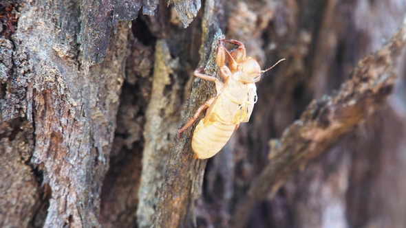 Empty Cicada Shell on Tree Trunk, Stock Footage | VideoHive