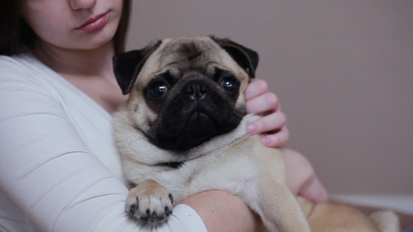 Girl Hugging a Cute Pug on a Soft Armchair. Portrait Indoors, Stock Footage