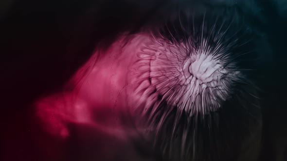 Dark pink paint and watercolor ink flowing in slow motion abstract ...