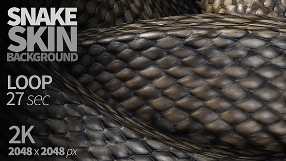 Snake Skin, Motion Graphics | VideoHive