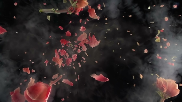 Red Rose In Liquid Nitrogen Drops And Destroyed In, Stock Footage ...