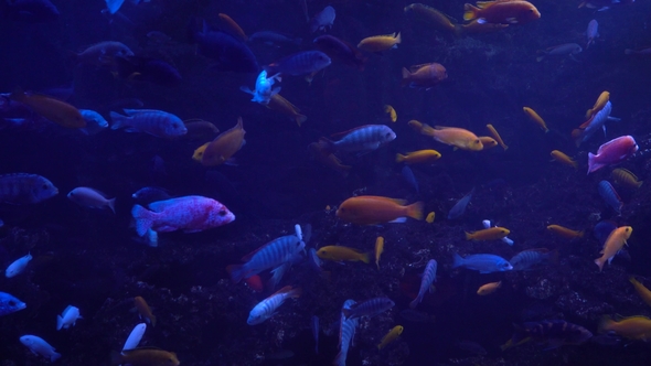 Bright Fish Swim in the Aquarium, Stock Footage | VideoHive