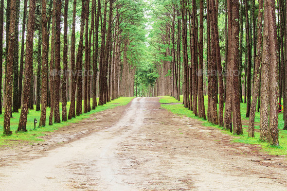 road to the pine forest Stock Photo by RK1919 | PhotoDune