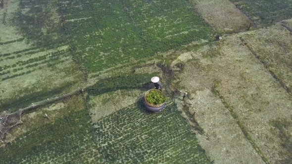 Asian Farmer Woman Working on Sea Weed Farm Plantation Nusa Penida ...