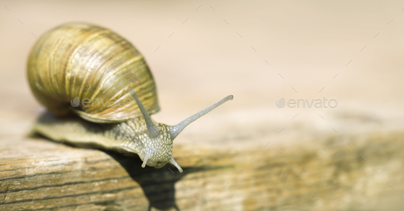 Slow snail - web banner with copy space Stock Photo by Elegant01 ...