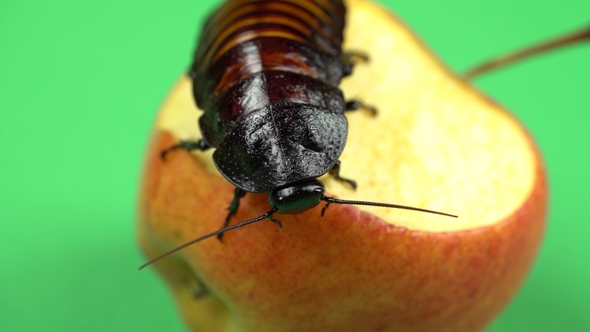 Madagascar Cockroach Sits on an Apple and Eats It, Stock Footage ...