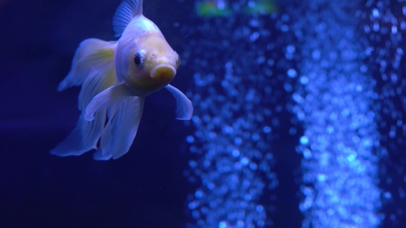 Goldfish in the Aquarium, Stock Footage | VideoHive