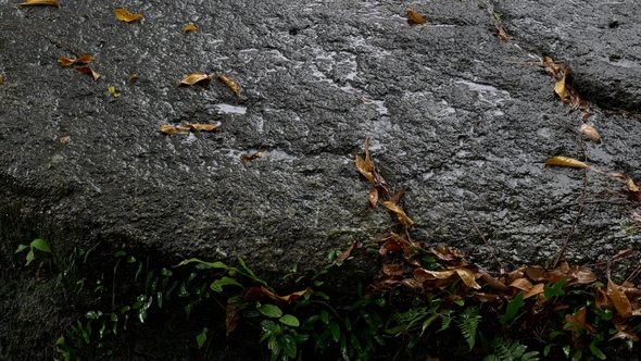 Heavy Rains Fall on a Rock in the Jungle, Stock Footage | VideoHive