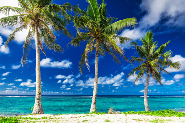 Tropical Lalomanu beach on Samoa Island with three palm trees, U Stock ...