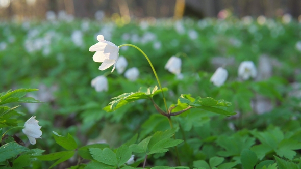 Forest Flowers at Dawn. Spring in the Forest. Sun Rays., Stock Footage