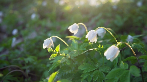 Forest Flowers at Dawn. Spring in the Forest. Sun Rays., Stock Footage