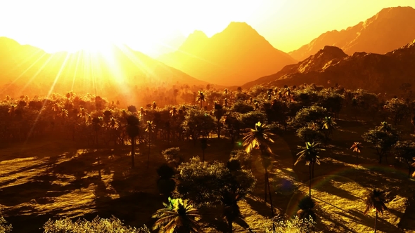 Green Forest at Sunset, Motion Graphics | VideoHive