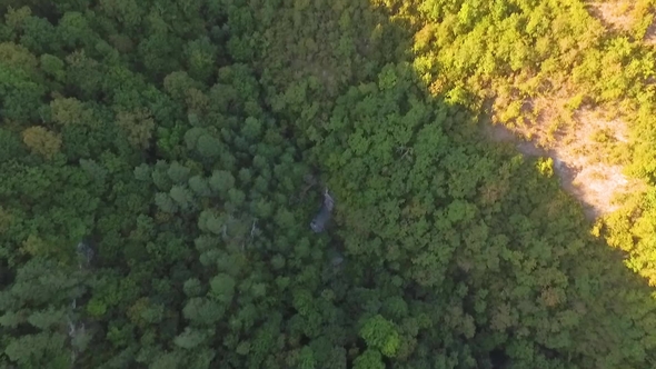 Camera Moves Rising Up From Green Forest of Dense Mixed Tree Tops of ...