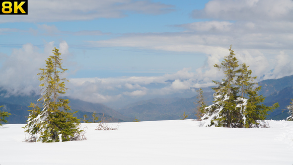 Timberline Alpine Zone, Stock Footage | VideoHive