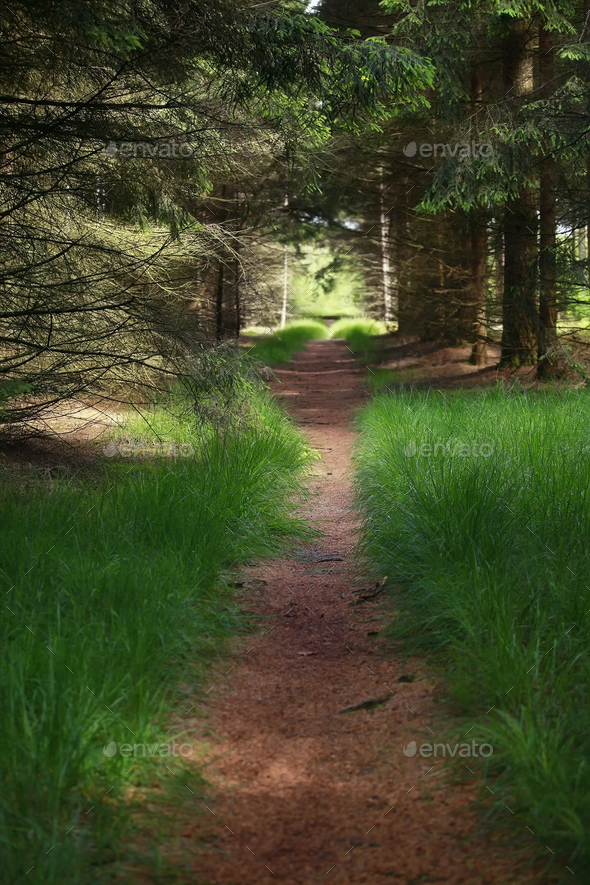 path in green coniferous forest Stock Photo by catolla | PhotoDune
