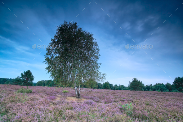 birch tree on heather meadow in dusk Stock Photo by catolla | PhotoDune
