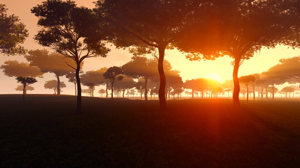 Movement In The Forest At Sunset, Motion Graphics | VideoHive