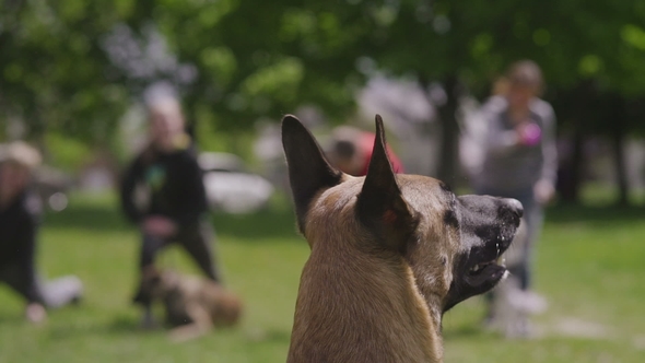 Group of Dogs with Owners at Obedience Class. Queue of Dogs in Diagonal ...