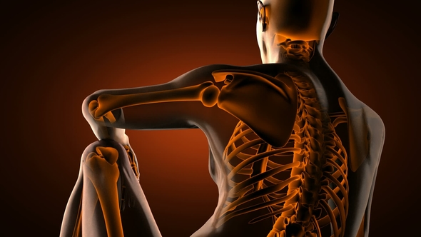 Human Bones Radiographic Scan, Motion Graphics | VideoHive