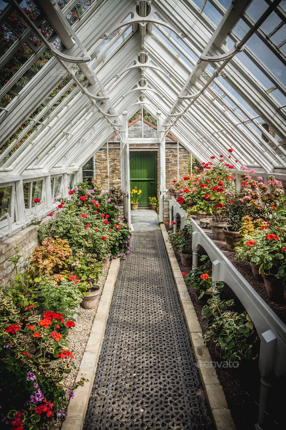 Old Fashioned Greenhouse Filled With Flowers Stock Photo by DPimborough