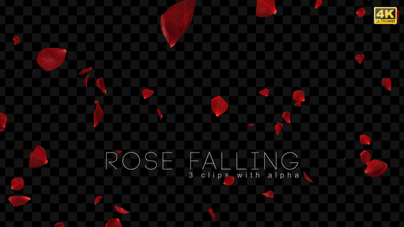 Rose Falling, Motion Graphics | VideoHive