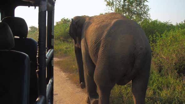 Elephant Walks in Car Shadow and Shakes Large Ears, Stock Footage ...