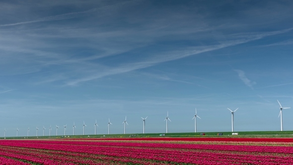 Modern Electrical Windmills Near Huge Red Tulip Field in Holland ...