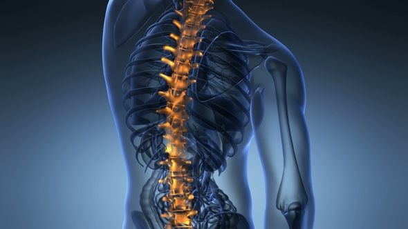 Backache in Back Bones, Motion Graphics | VideoHive