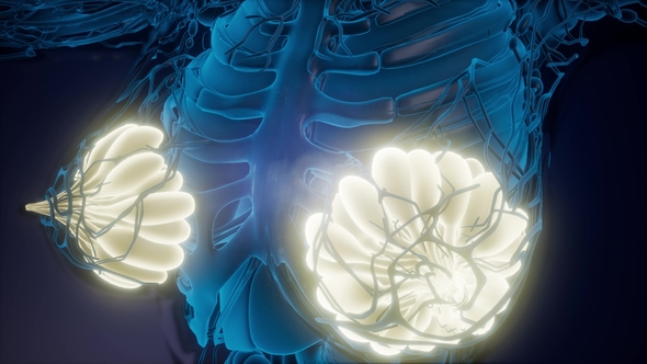 Human Body with Visible Glow Mammary Gland, Motion Graphics | VideoHive