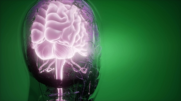 Anatomy of Human Brain, Motion Graphics | VideoHive