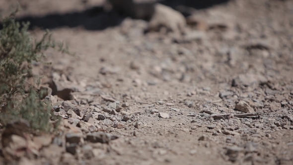 Walking on Rubble Nature, Stock Footage | VideoHive