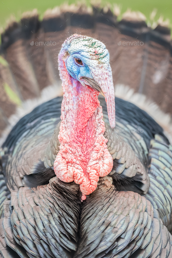 turkey head Stock Photo by nelsonart | PhotoDune