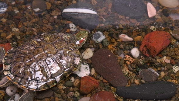 River Turtle Eats Food,, Stock Footage | VideoHive