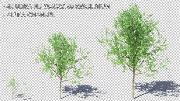 Growing Tree HQ, Motion Graphics | VideoHive
