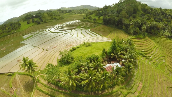 Aerial View Terraced Rice Field in Bohol Island. Philippines. Beautiful ...